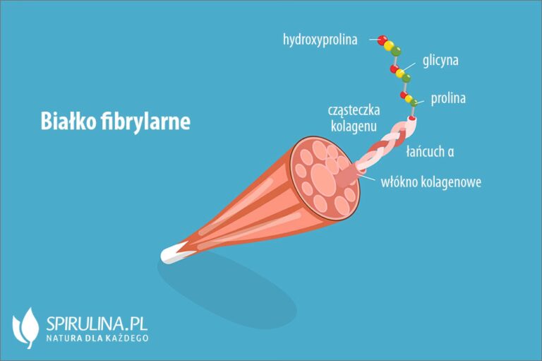 Bia ka Globularne Kontra Fibrylarne Kluczowe R nice LO1 Kochanowski Bia ka Globularne Kontra Fibrylarne Kluczowe R nice LO1 Kochanowski
